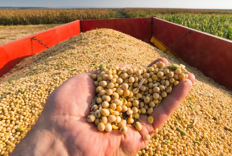 Seed Bagging Equipment: Weigh, Fill, Seal, and Palletize